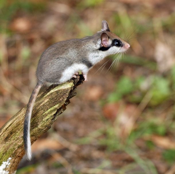 Výzva! Pomozte mapovat výskyt plcha velkého | ALKA Wildlife