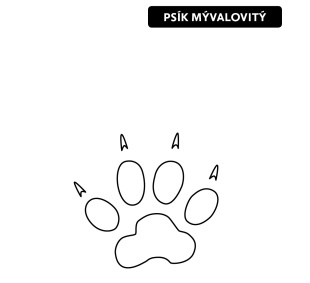 Psík mývalovitý | ALKA Wildlife